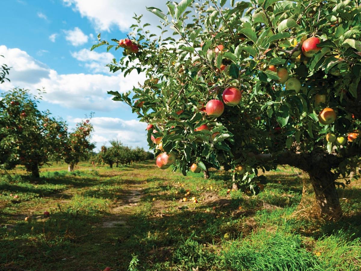 How To Grow And Prune An Apple Tree - Bunnings Australia