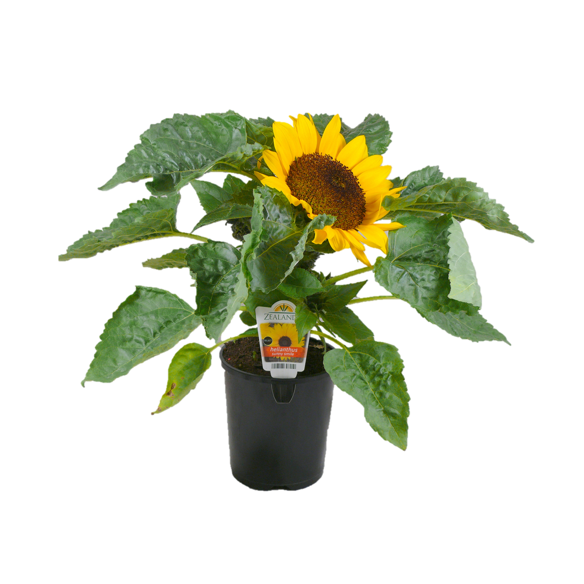 140mm Helianthus Sunny Smile - Helianthus - Bunnings New Zealand