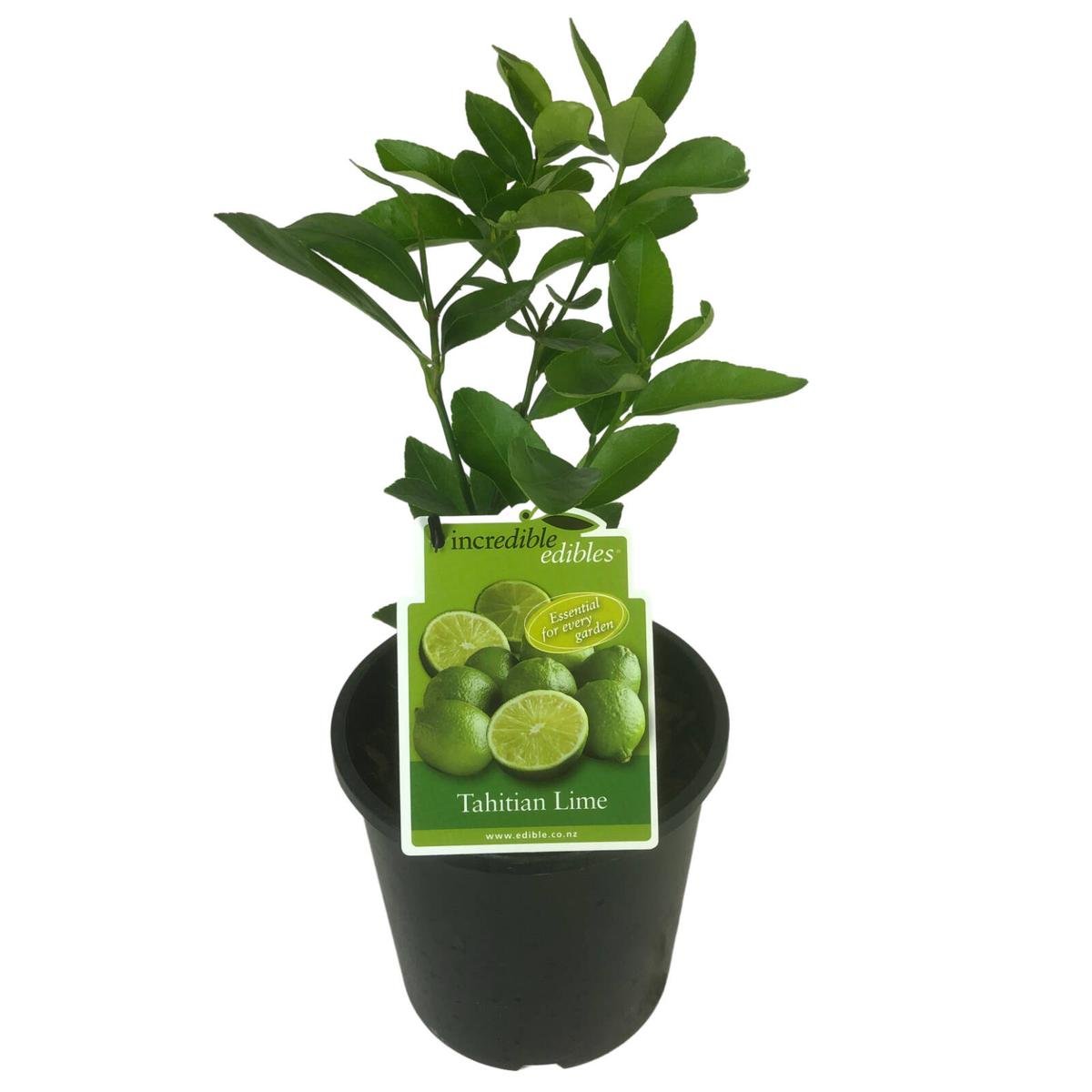 Plant Citrus Lime 1.9L Tahitian - Bunnings New Zealand