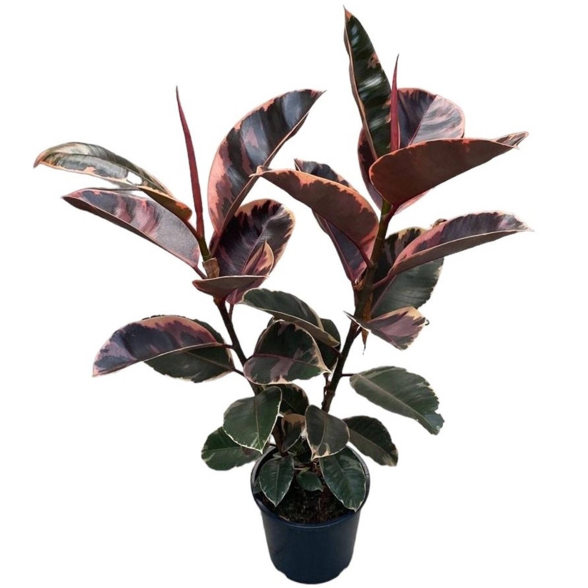 170mm Ruby Rubber Plant - Ficus elastica - Bunnings Australia