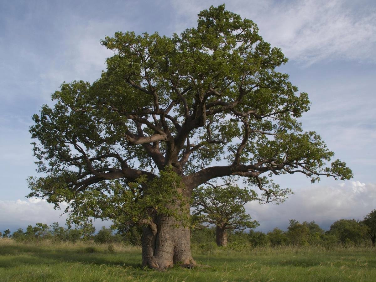 How To Grow And Care For A Baobab Tree - Bunnings Australia