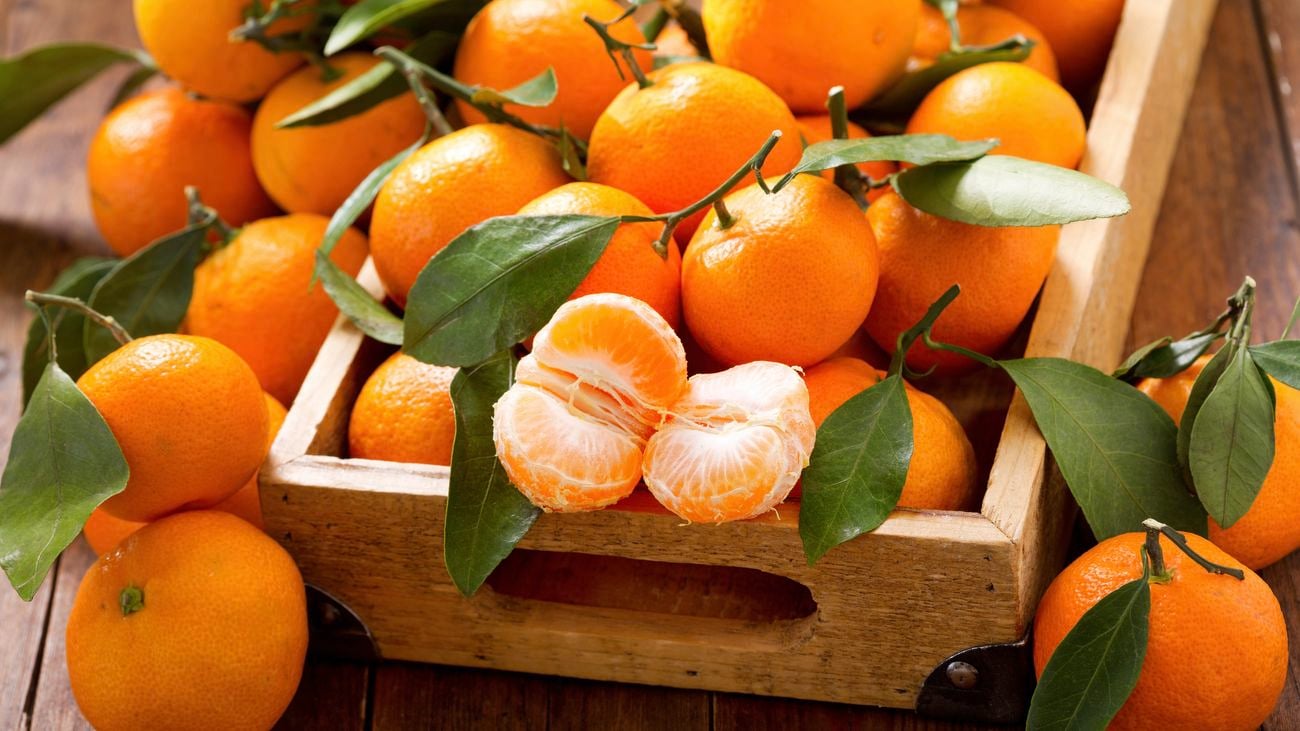 How To Plant, Grow And Care For A Mandarin Tree - Bunnings Australia