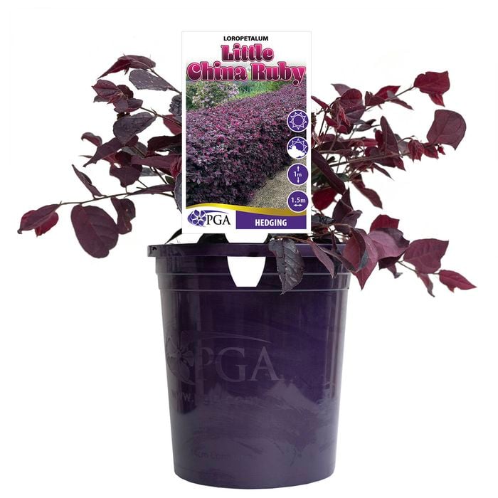 140mm Loropetalum Little China Ruby - Bunnings Australia