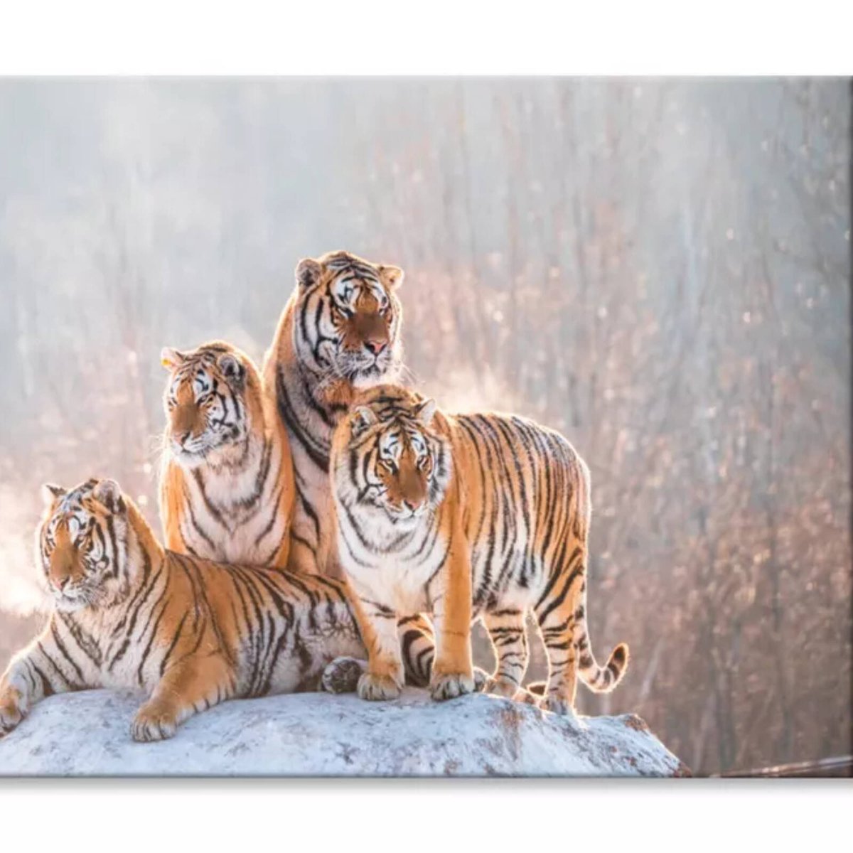 Siberian Tiger & Winter Forest Print 100% Australian Made 75 x 50cm (Stretched) - Bunnings Australia