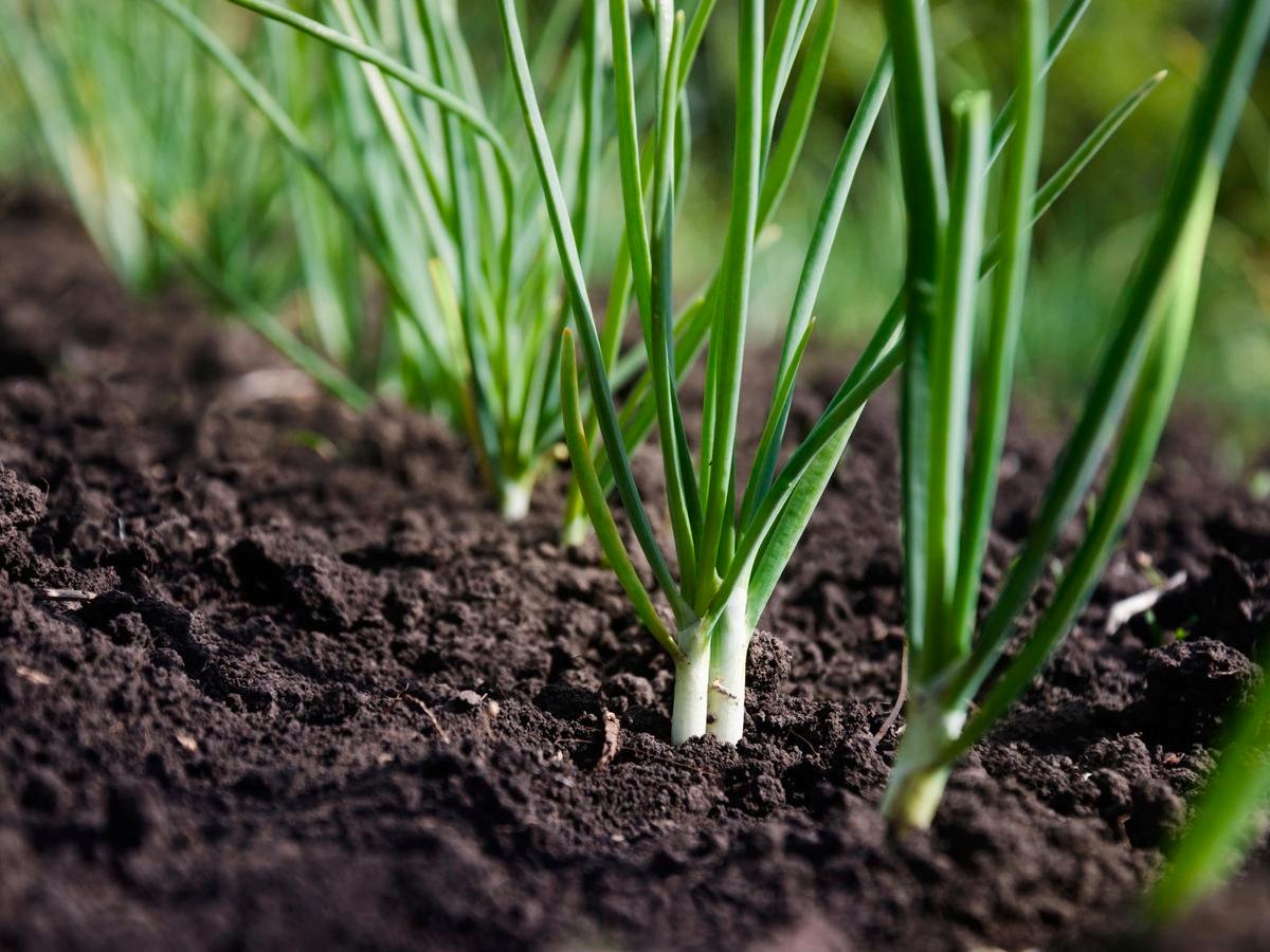 How To Grow Spring Onion - Bunnings Australia