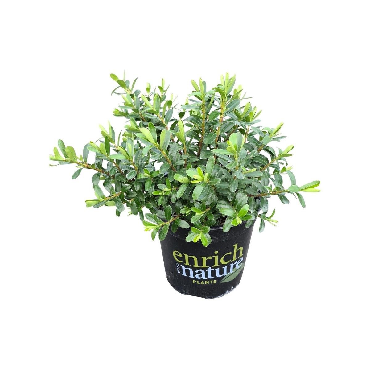 2.4L Hebe Jeebies - Hebe - Bunnings New Zealand