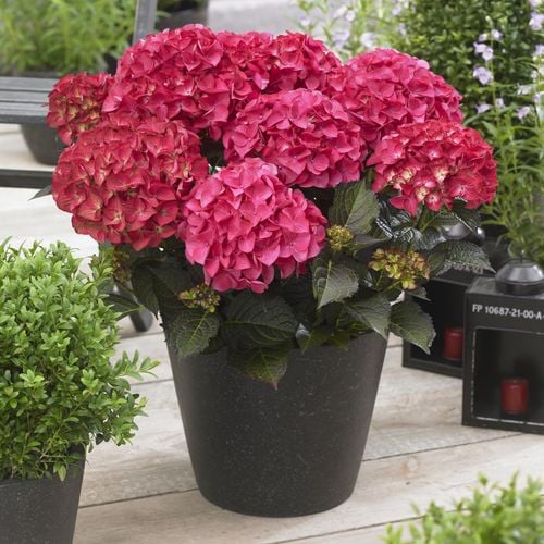 2.5L Hydrangea Tuxedo Red - Hydrangea macrophylla - Bunnings New Zealand