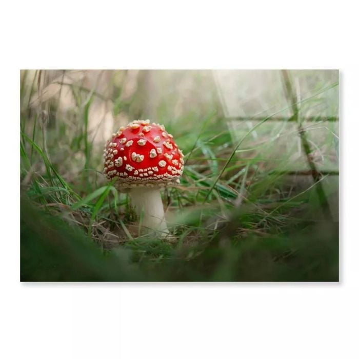 Close-Up Of Toadstool Print 100% Australian Made 90 x 60cm (Acrylic ...