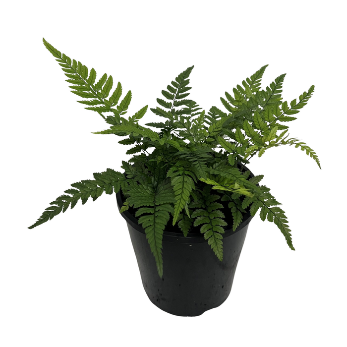 140mm Korean Rock Fern - Polystichum tsussimense - Bunnings Australia