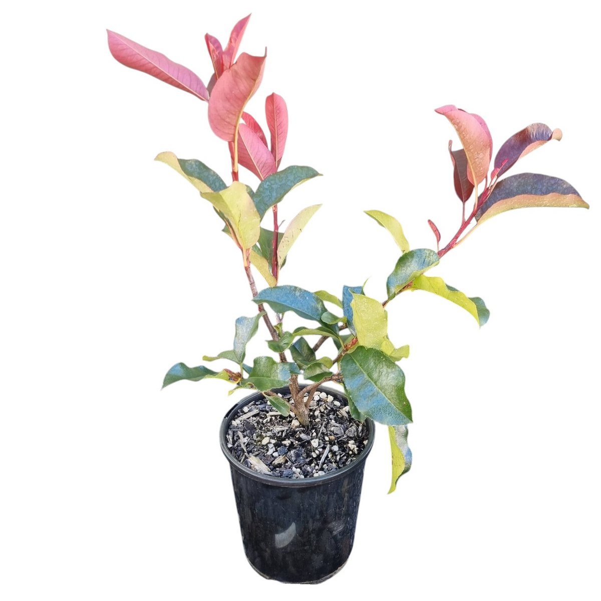 2L Red Robin - Photinia Red Robin - Bunnings New Zealand