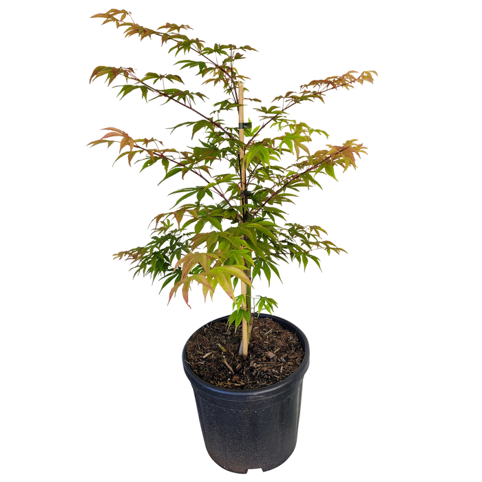 10L Japanese Maple - Acer palmatum Shindeshojo - Bunnings New Zealand