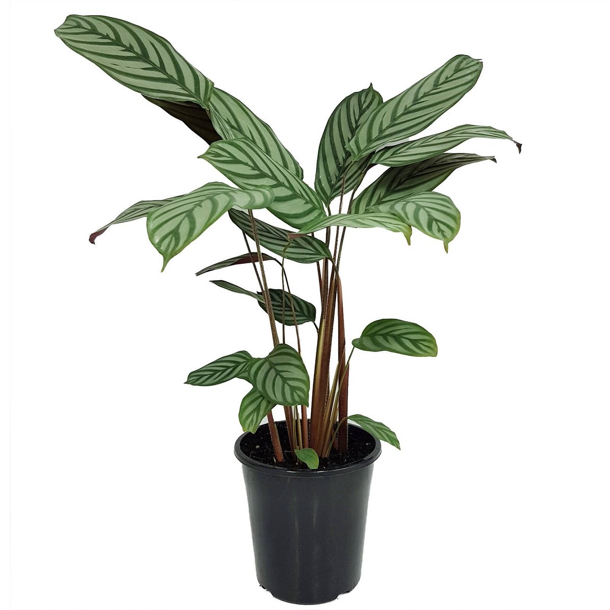 180mm Never Never Plant - Ctenanthe Oppenheimiana - Bunnings Australia