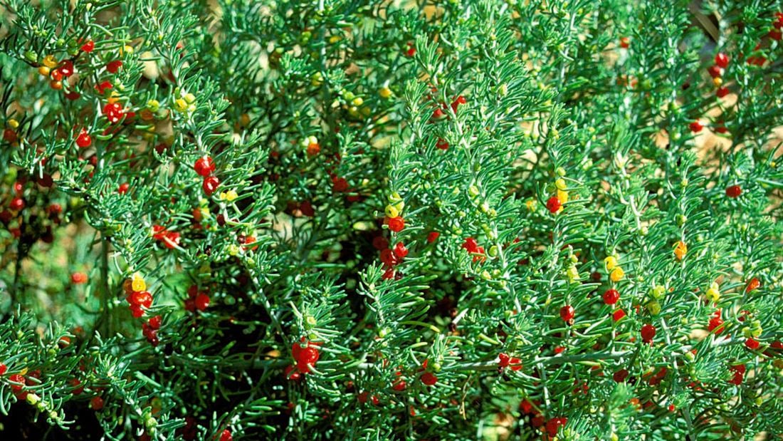 How To Grow Ruby Saltbush - Bunnings Australia