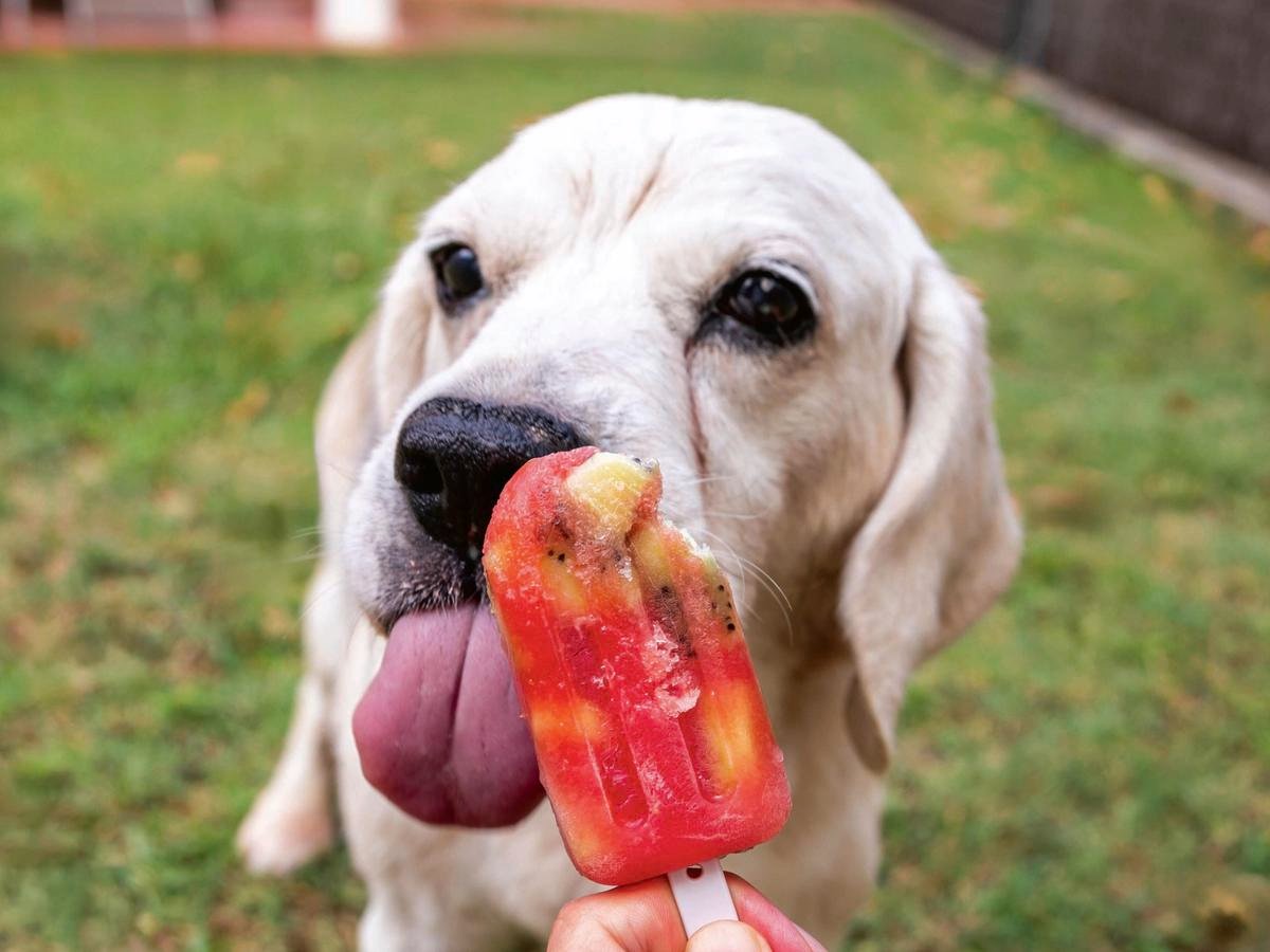 How To Ensure Cool Pets In Summer - Bunnings New Zealand