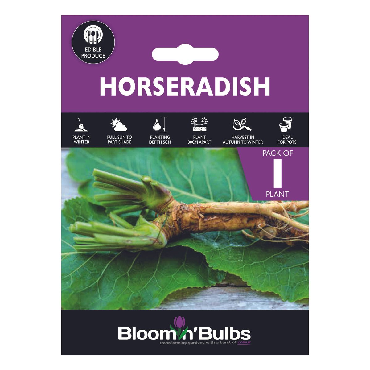 Bloomin' Bulbs Produce Summer Purple Horseradish - 1 Pack - Bunnings ...
