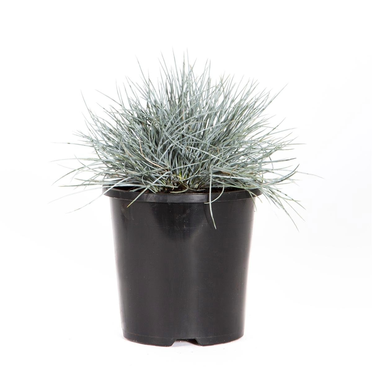 Grasses bunnings store