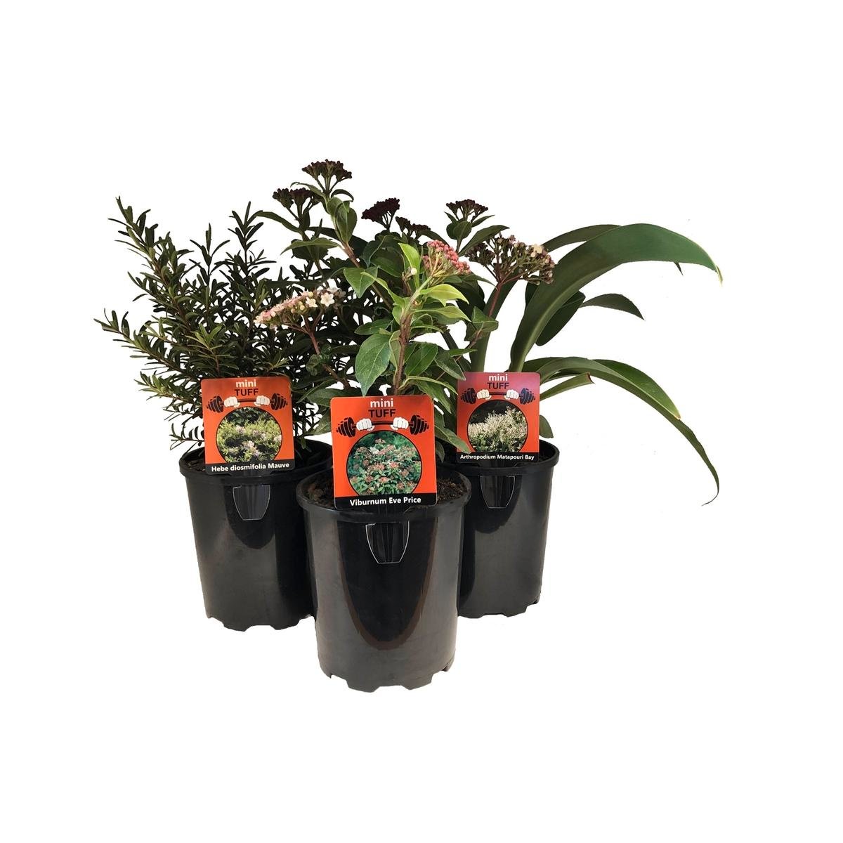 1L Mini Tuff Landscape Plants - Assorted - Bunnings New Zealand
