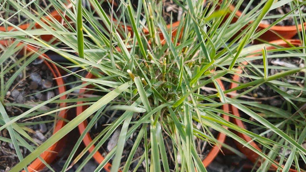 How To Grow Native Lemon Grass - Bunnings Australia