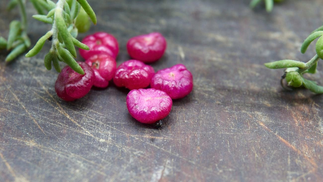 How To Grow Ruby Saltbush - Bunnings Australia