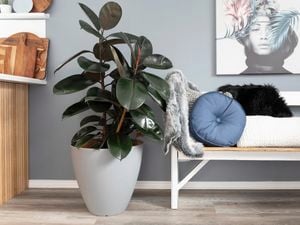 How To Grow And Care For A Spider Plant - Bunnings Australia