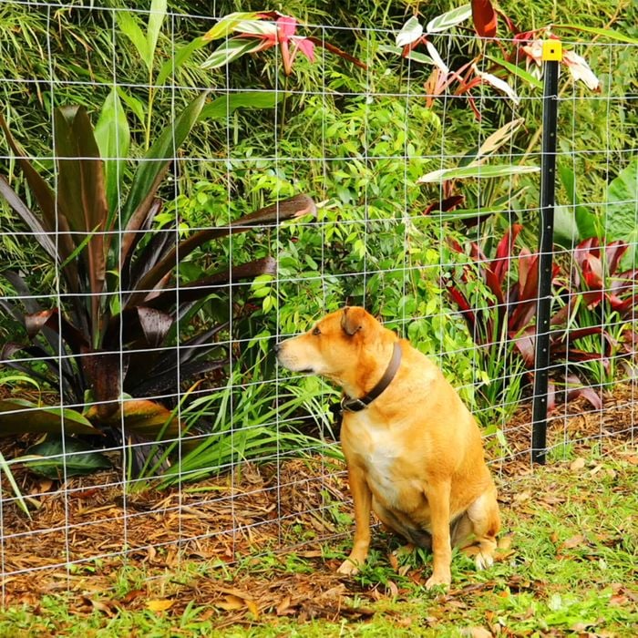 Saxon 105cm x 20m Wire Dog Mesh - Bunnings New Zealand