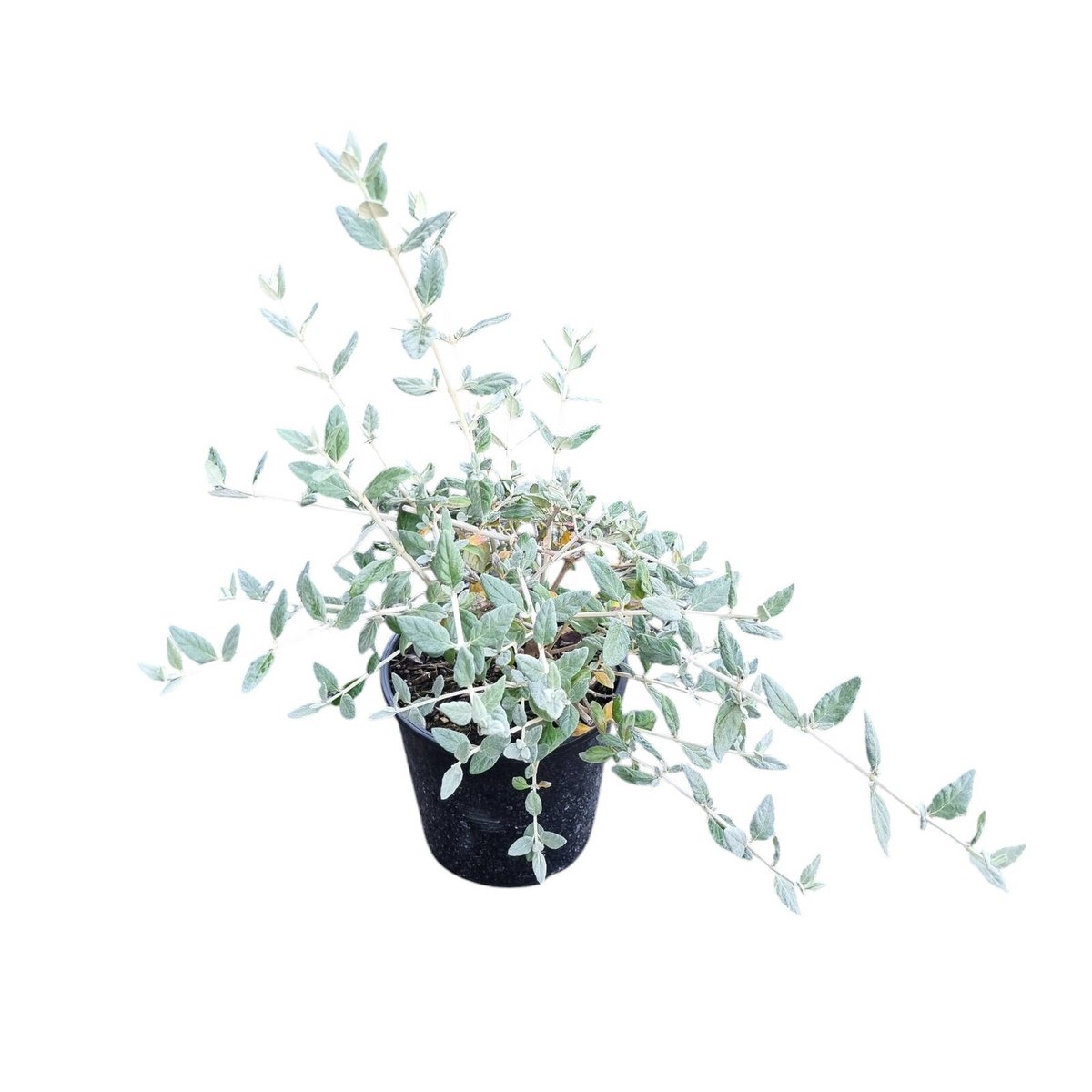 2L Silver Germander - Teucium fruiticans - Bunnings New Zealand