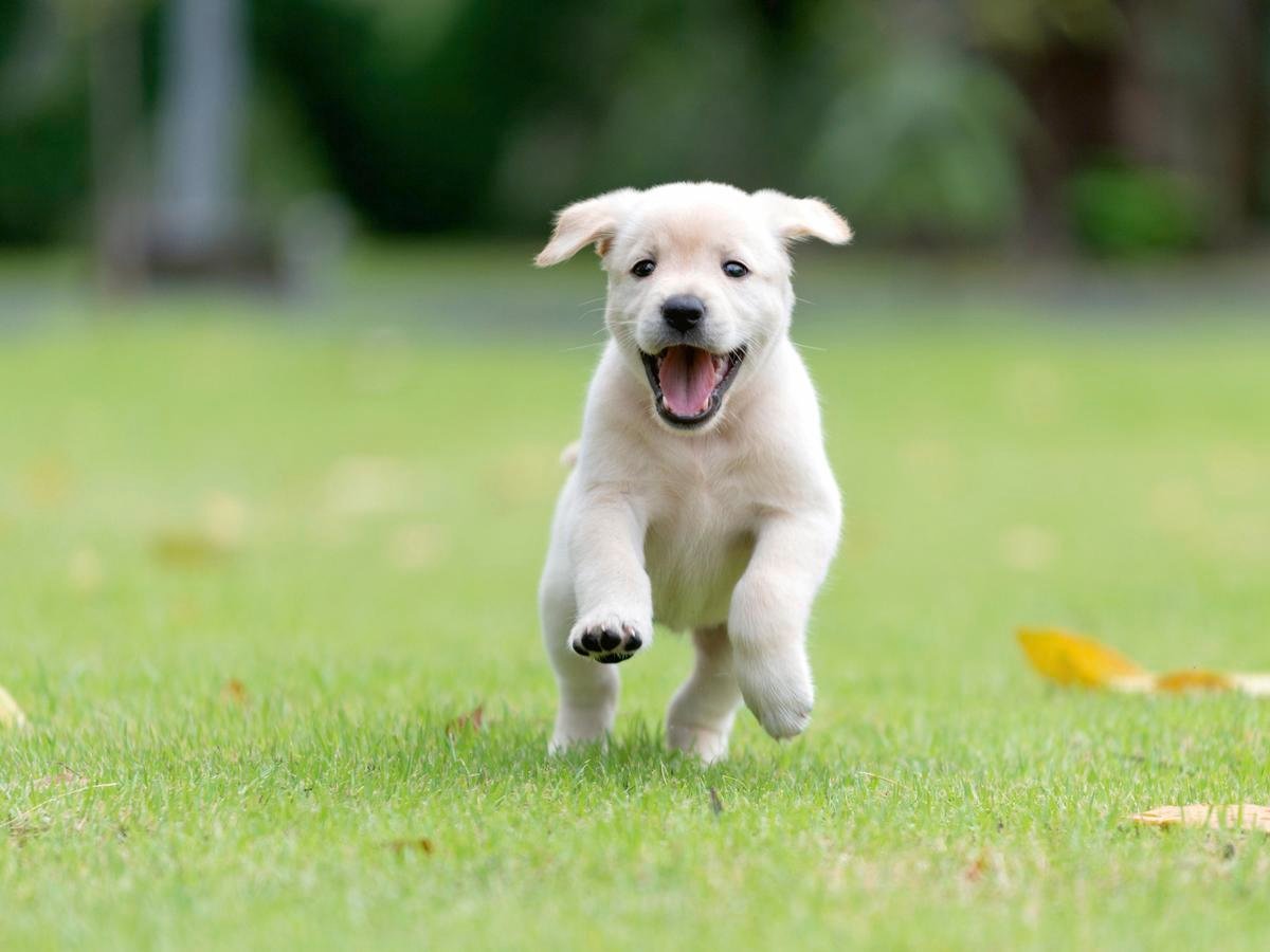 Tips For Welcoming A New Pet Into Your Home - Bunnings Australia