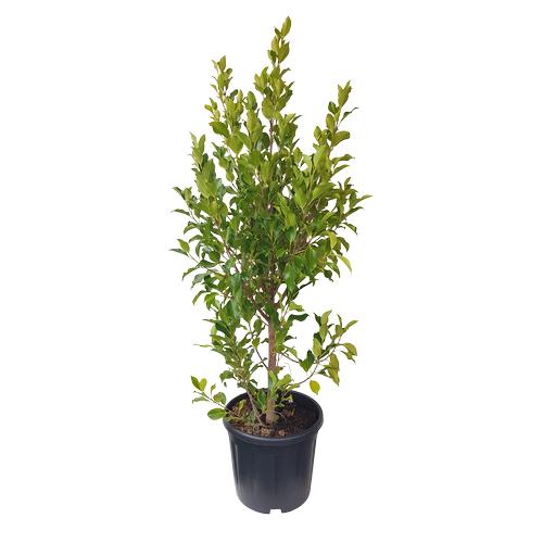 10L Ficus Tuffy - Bunnings New Zealand
