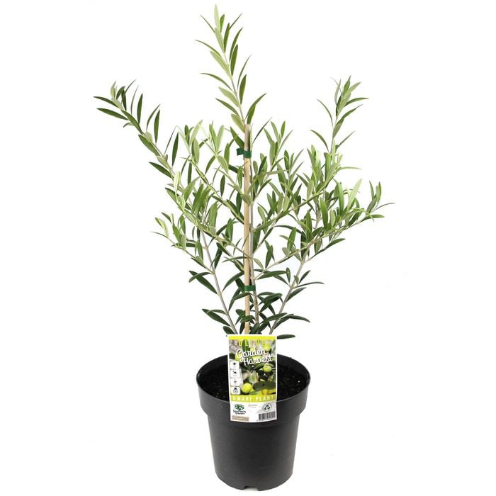 200mm Olive Garden Harvest - Olea spp Olive - Bunnings Australia