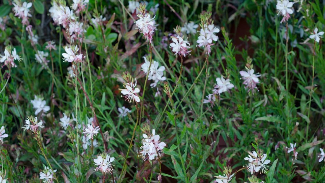 How To Grow And Care For Gaura - Bunnings Australia