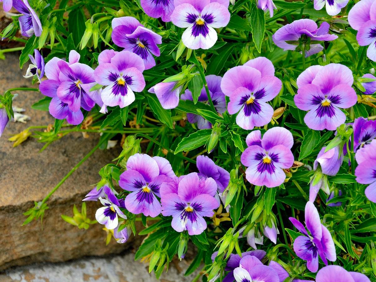 How To Plant And Grow Pansies - Bunnings Australia