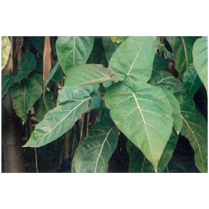 1.9L Tamarillo Tango - Cyphomandra betacea - Incredible Edibles Range ...