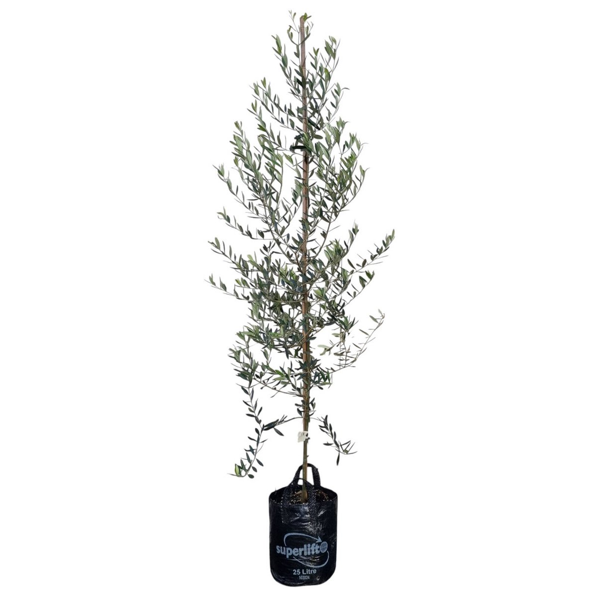 25L Olive Assorted - Olea - Bunnings New Zealand