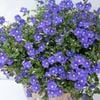 140mm Convolvulus New Blue Moon - Convolvulus sabatius - Bunnings Australia
