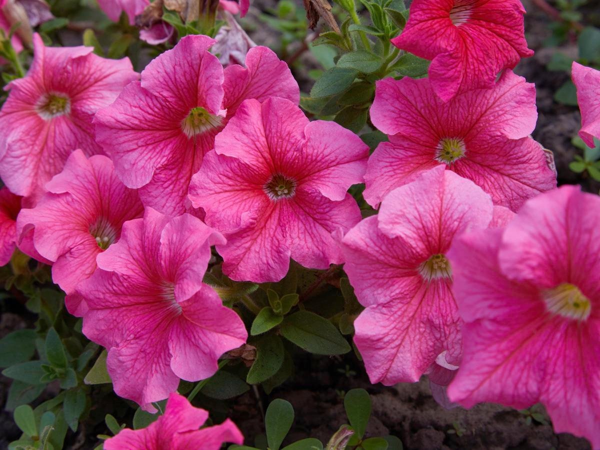 What To Plant In Spring - Bunnings Australia