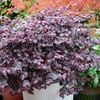140mm Loropetalum Little China Ruby - Bunnings Australia