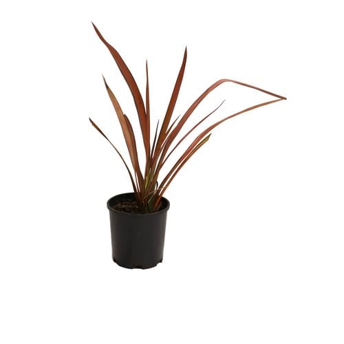 140mm Phormium - Phormium sp. - Bunnings Australia