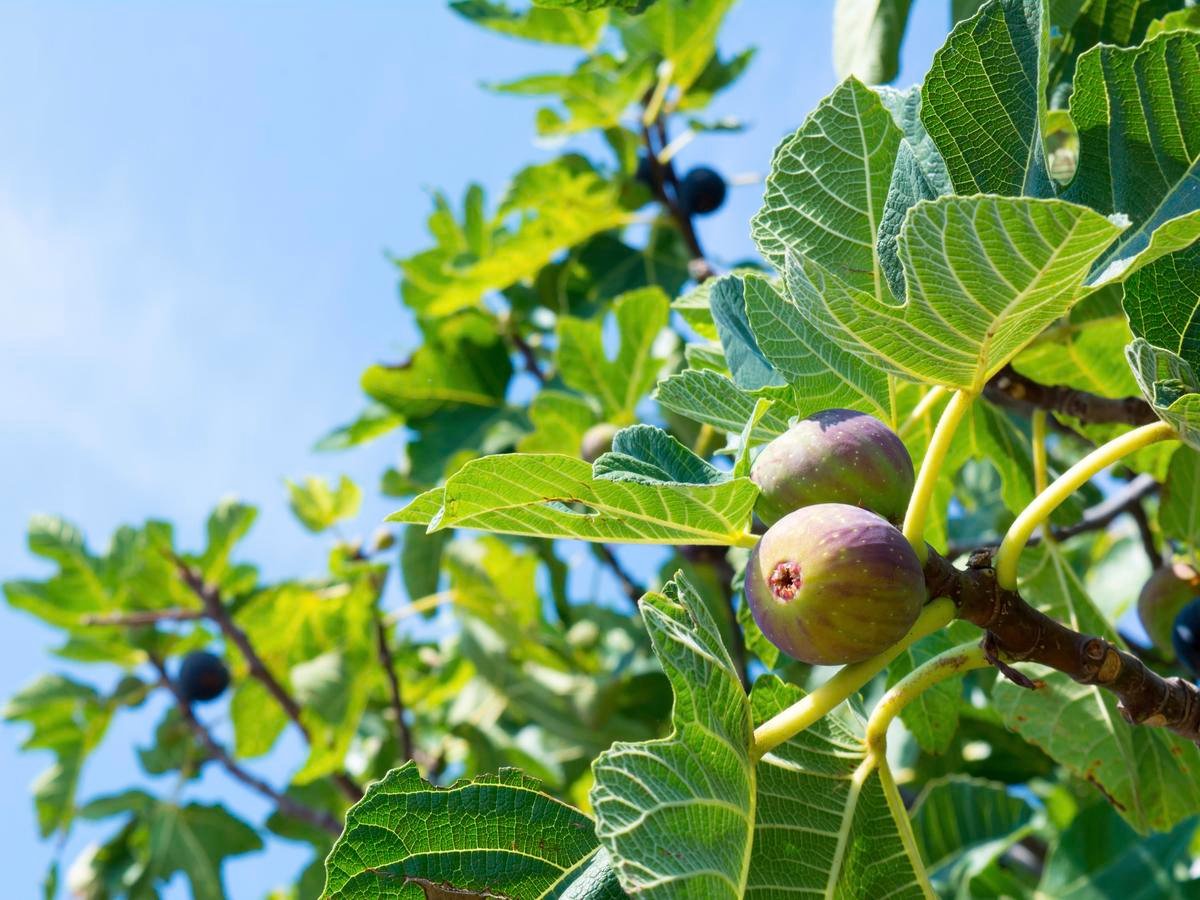 How to Plant, Grow and Prune Fig Trees - Bunnings New Zealand