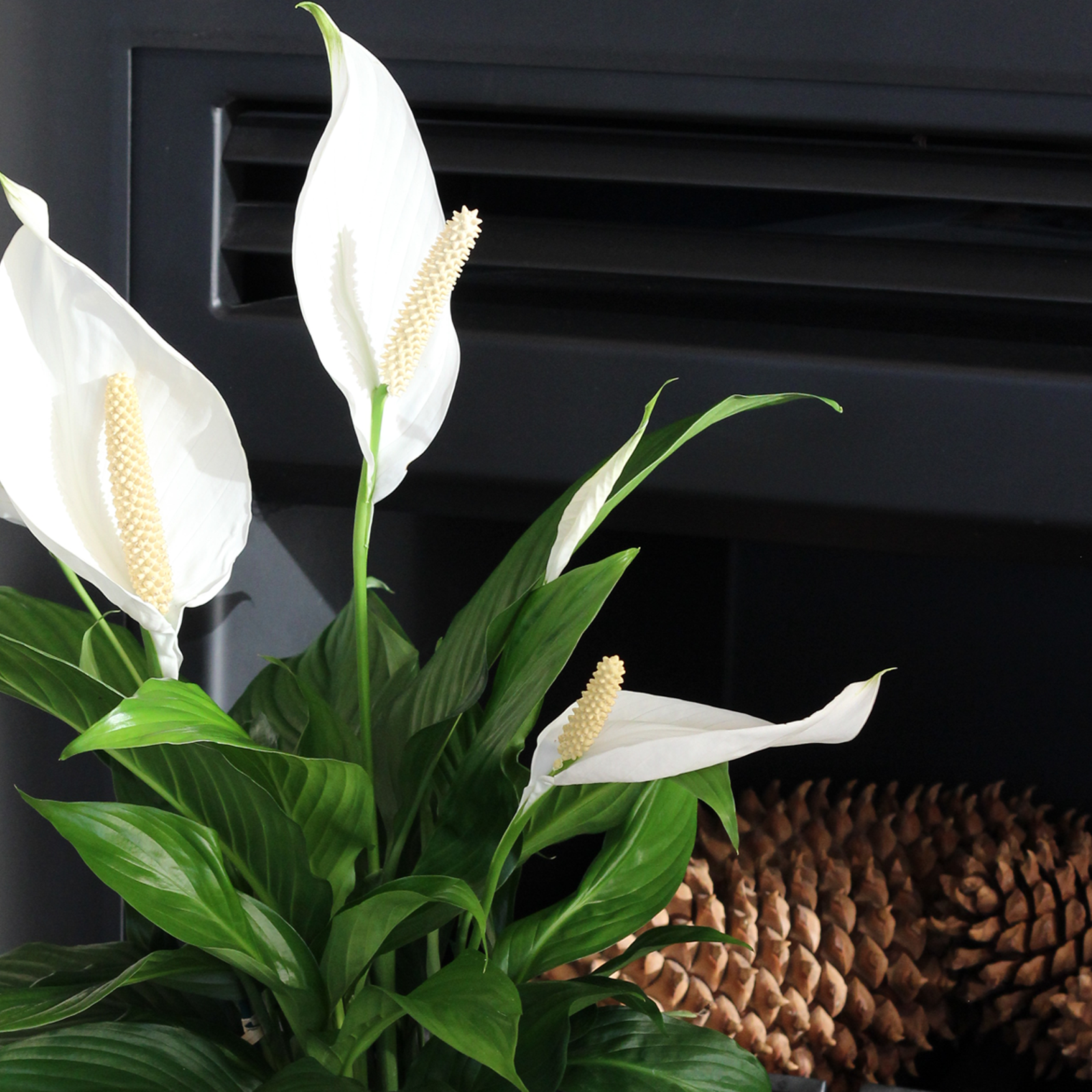 Peace lily bunnings store