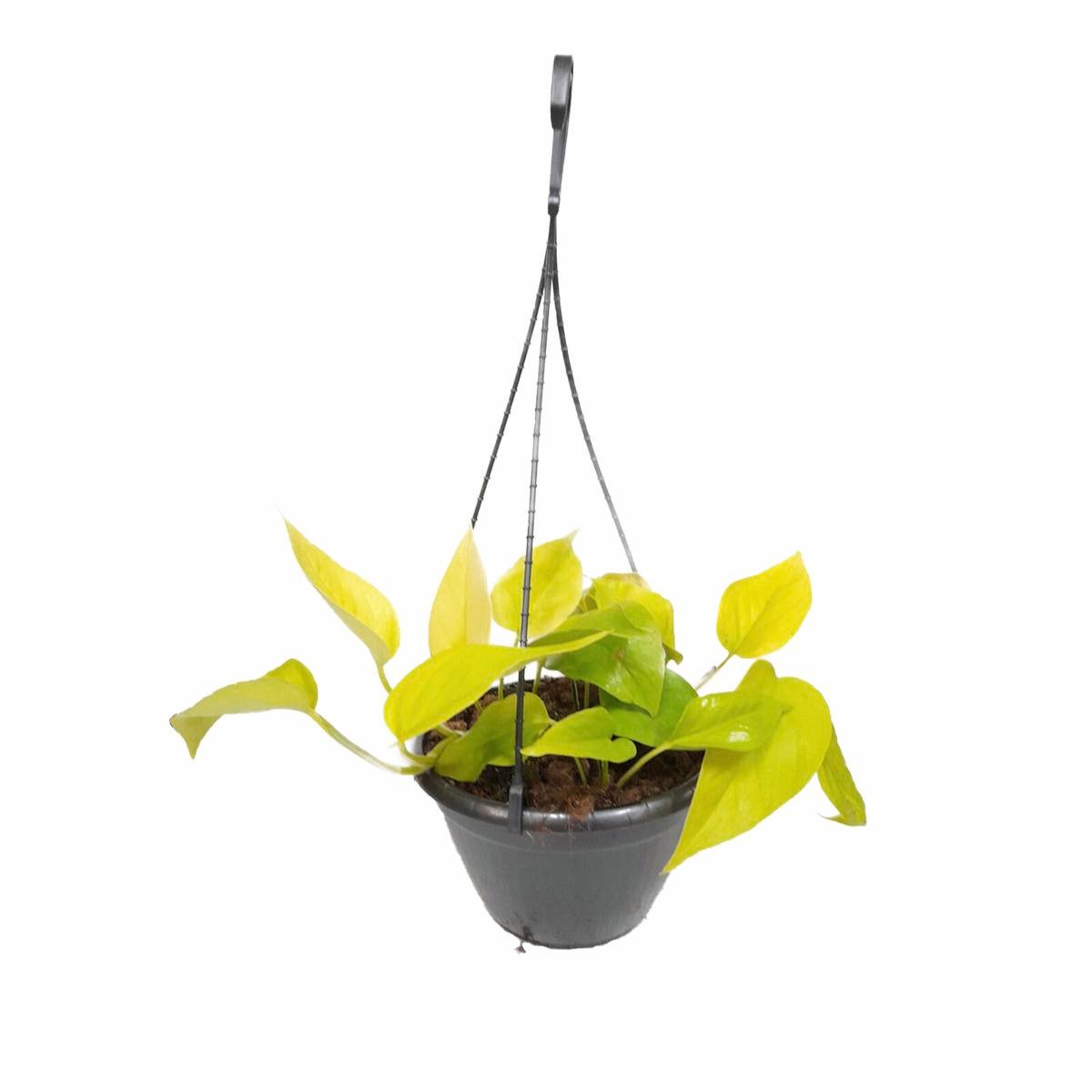 200mm Golden Pothos - Epipremnum aureum Goldilocks - Bunnings Australia