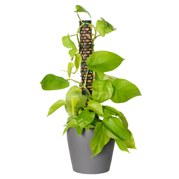 MAZE Moss Pole - 5 Pack - Bunnings Australia