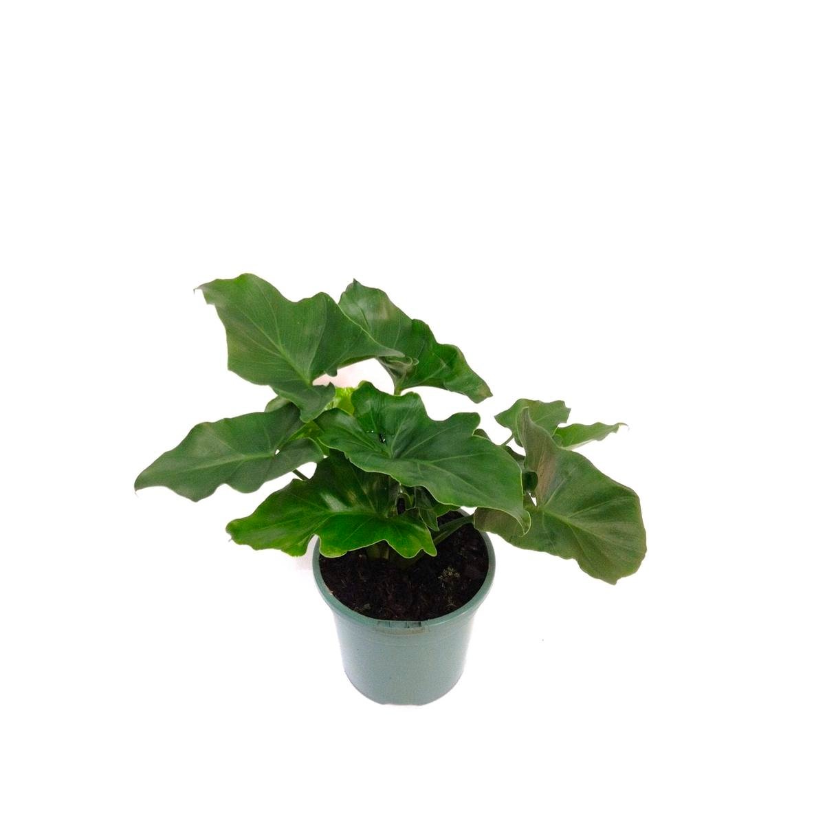 120mm Super Atom Philodendron - Philodendron Super Atom - Bunnings ...