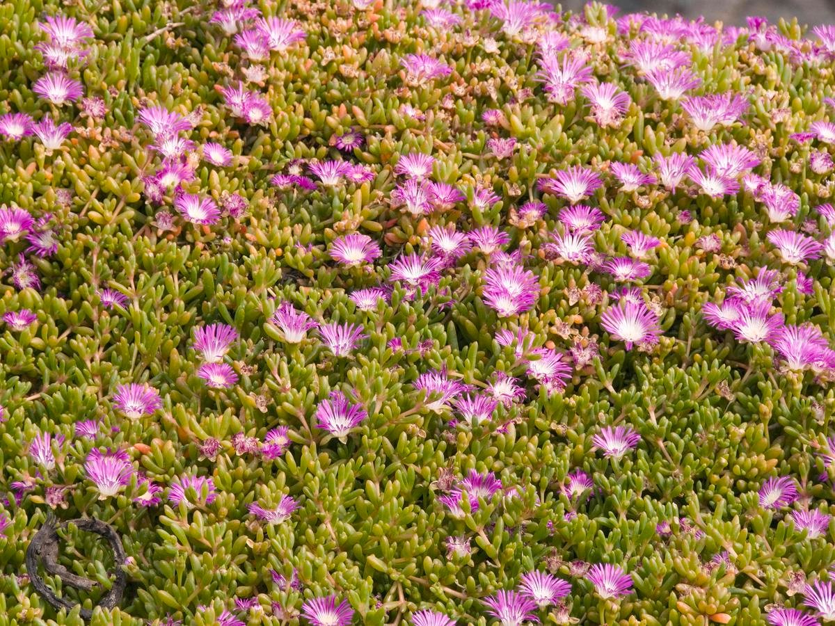 How To Grow Round Baby Pigface - Bunnings Australia