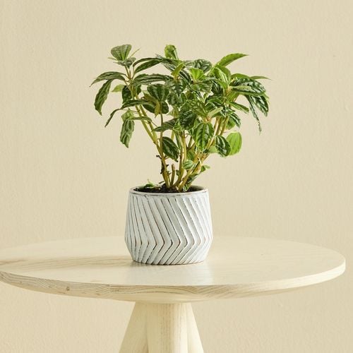 Northcote Pottery 110 x 90mm White Wash Mini Odessa Pot - Bunnings ...