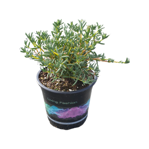 1.5L Plant Lampranthus Raspberry Explosion - Bunnings New Zealand