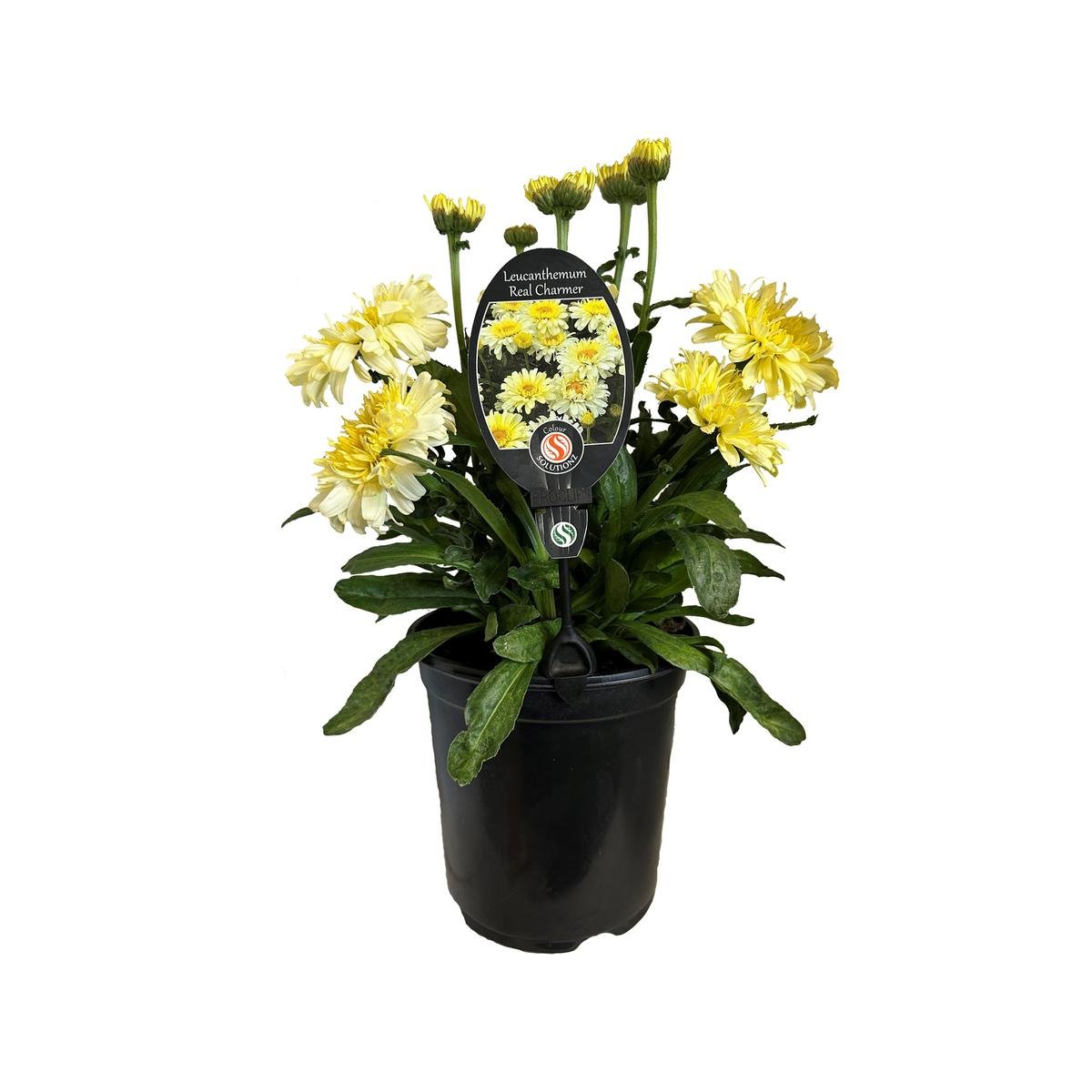 3.5L Leucanthemum Real Charmer - Bunnings New Zealand