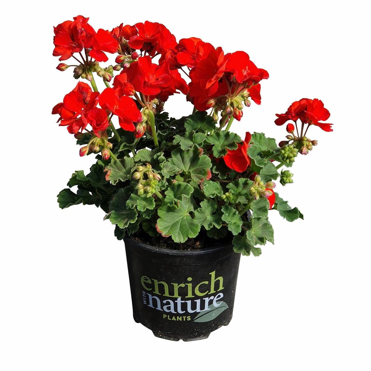 150mm Assorted Geranium - Pelargonium graveolens - Bunnings New Zealand