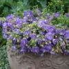 140mm Baby Bells - Campanula species - Bunnings Australia