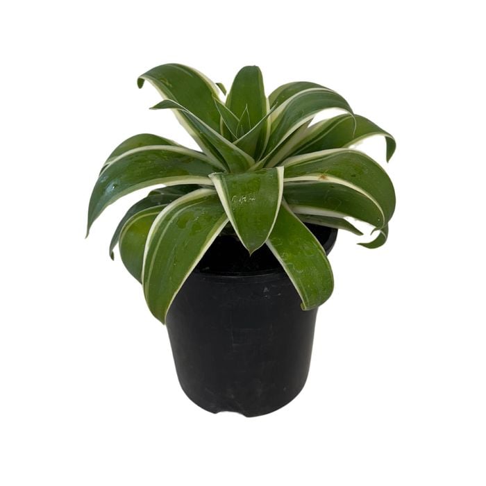 1.9L Agave Ray of Light - Agave attenuata - Bunnings New Zealand