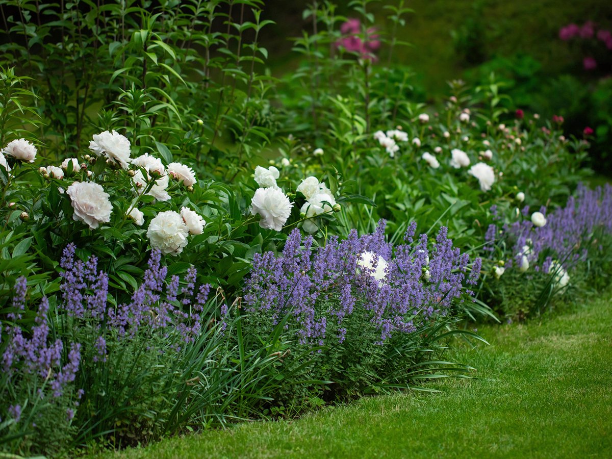 What Is Catnip And How To Grow It - Bunnings Australia